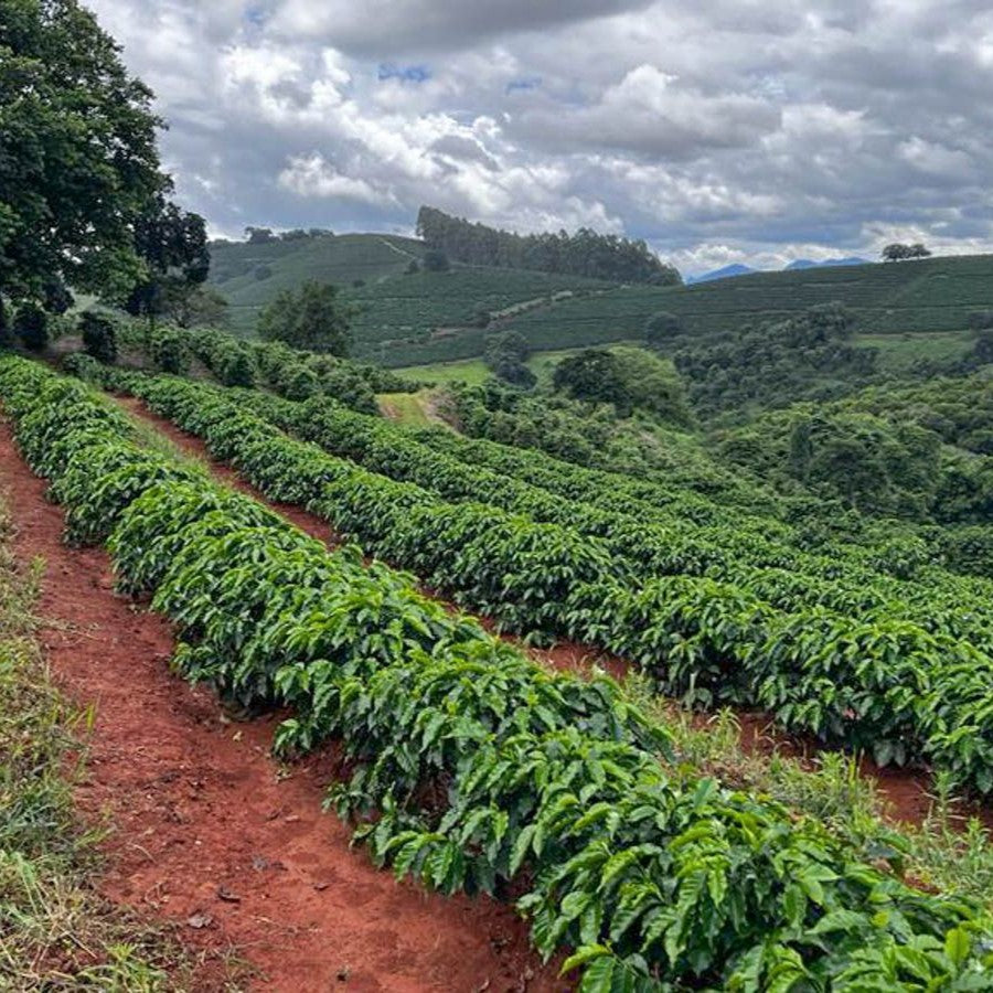 Brazil: Pulp Natural Laura Junqueira – Keia & Martyn's Coffee