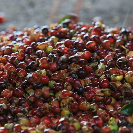 Colombia: Inzá Rio Páez – Keia & Martyn's Coffee