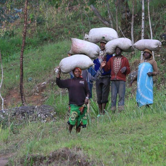 Rwanda: Nyamasheke Mutovu – Keia & Martyn's Coffee