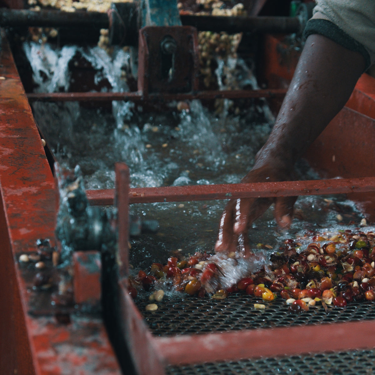 Ethiopia: Tsebel Keffa – Keia & Martyn's Coffee